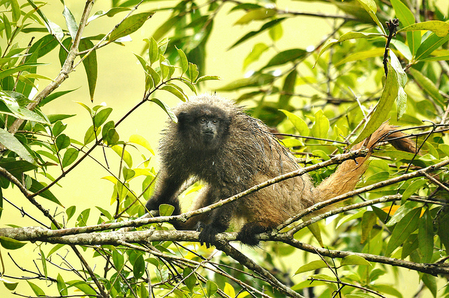 Species New to Science: [Mammalogy • 1999] Callicebus coimbrai ...