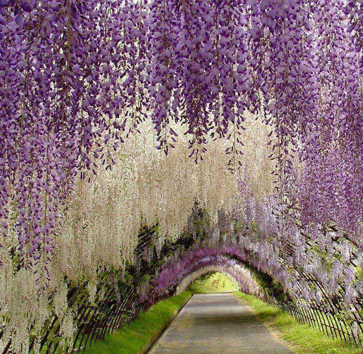 The amazing world: Ashikaga Flower Park, Ashikaga, Tochigi Prefecture ...