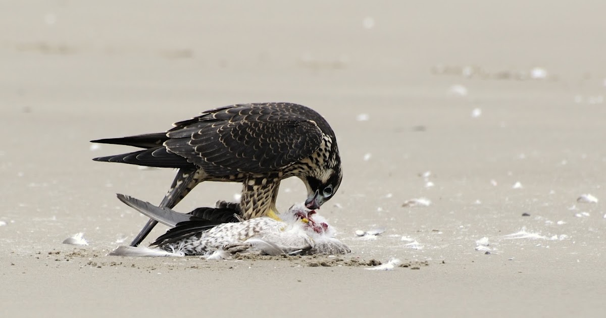 Birding Is Fun!: Peregrine Falcon on Cape Lookout Beach Oregon