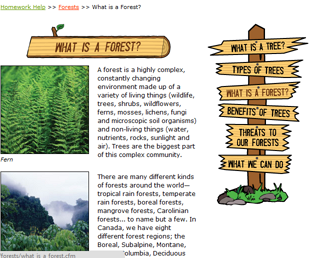 What is a forest? – Learning with Los Llanetes school by Pepa Peñate