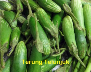 Anim Agro Technology: TERUNG TELUNJUK - CARA TANAM