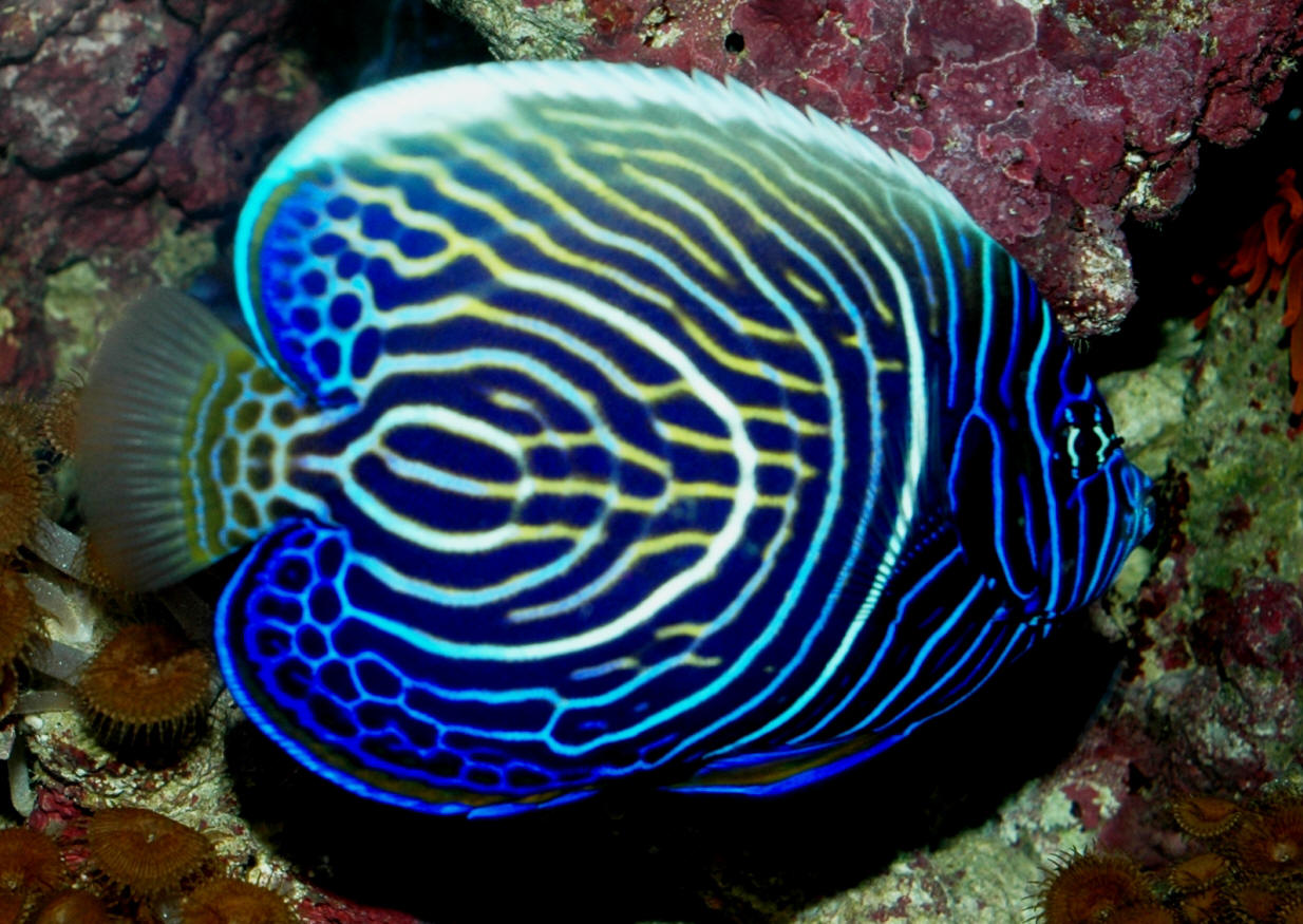 Peces y plantas ornamentales: Pomacanthus Imperator - Pez ángel Emperador