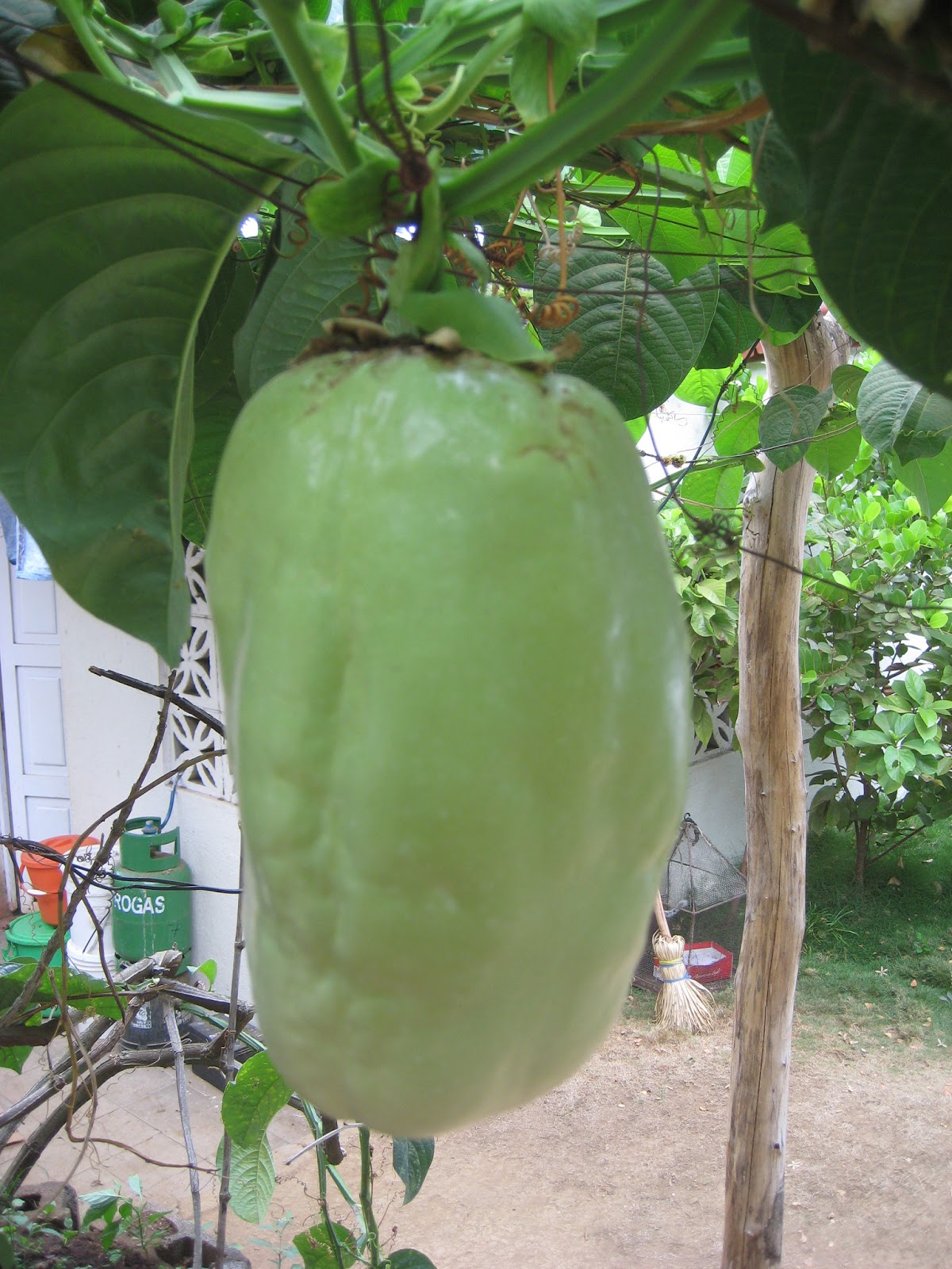 My Nicaraguan Adventure: The Giant Granadilla