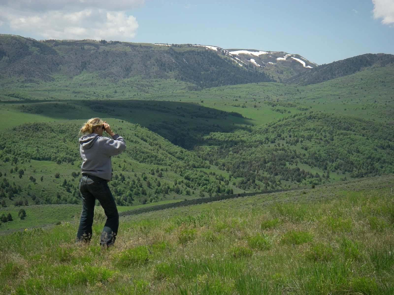 Utah Birders | Birding Blog, Utah Birds, Utah Birding, Utah Bird ID ...