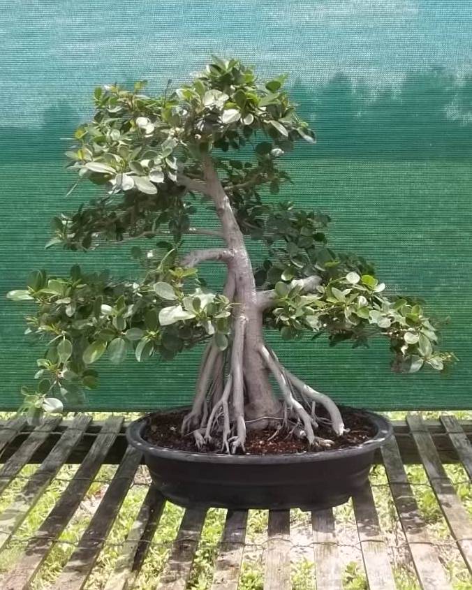 Bonsai Beginnings: A round leaf variety of Ficus microcarpa -Green ...