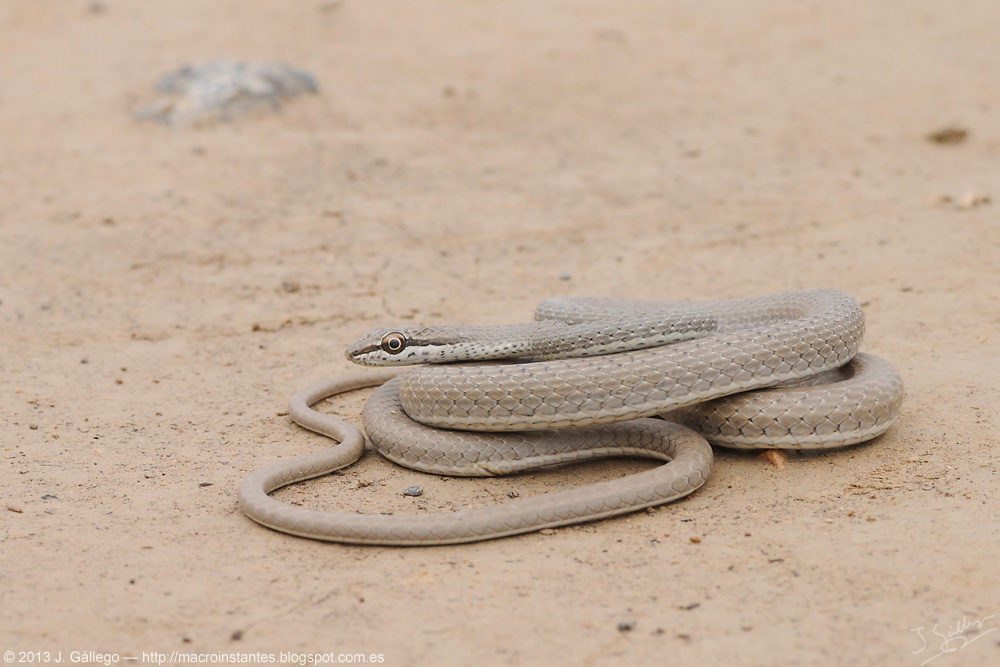 macroinstantes: 2013