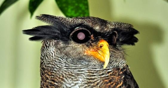 Tierra de lechuzas, búhos, mochuelos, autillos, cárabos: Búho nepalí ...