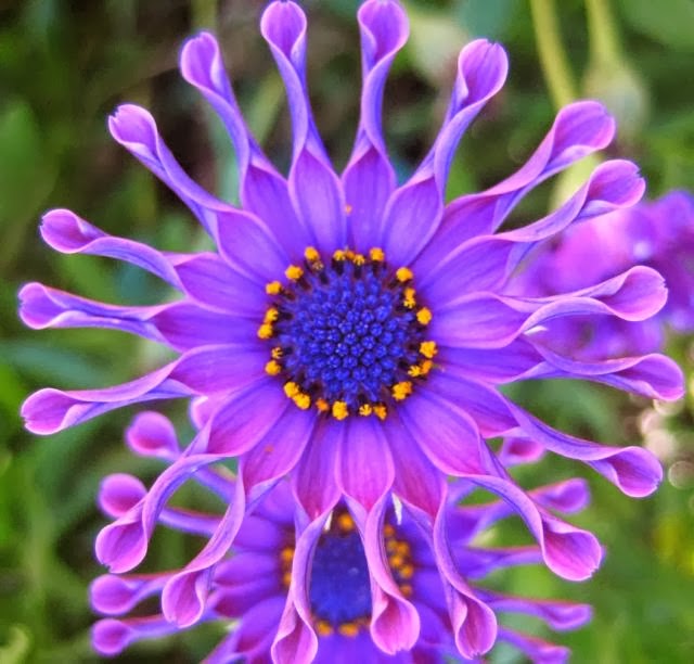 African Daisy | Unseen Pictures 4 You