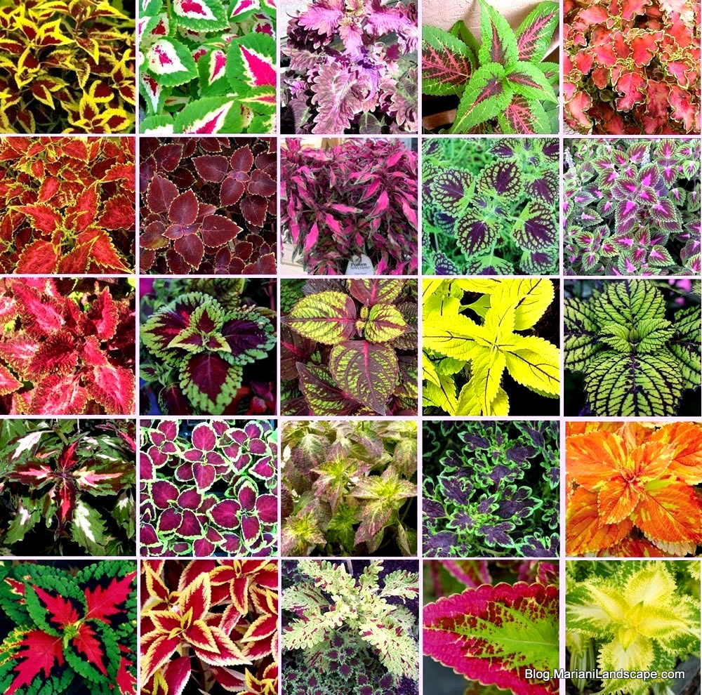 bradpetehoops: Coleus