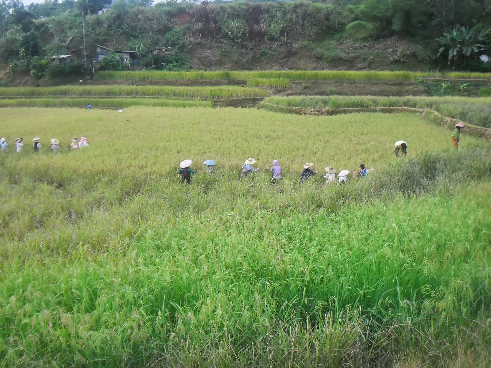 Ifugao Word: Ahiboto' (An attempt at Children Poetry in the Ifugao ...