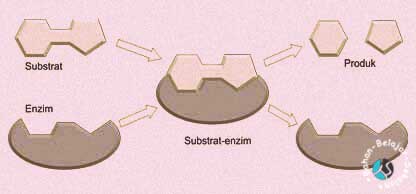 Defenisi, Karakteristik Sifat, Dan Cara Kerja Enzim - Mata Pelajaran