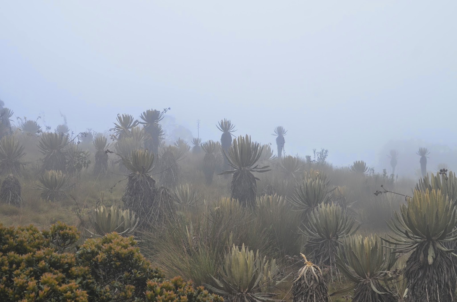 Fauna Silvestre: Registro Fotográfico Flora del Páramo