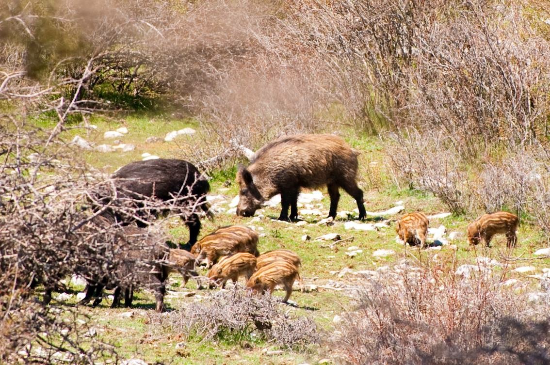 Hotel El Curro, Sierra de Cazorla: Nuestro Zorro Juanito y los demas ...