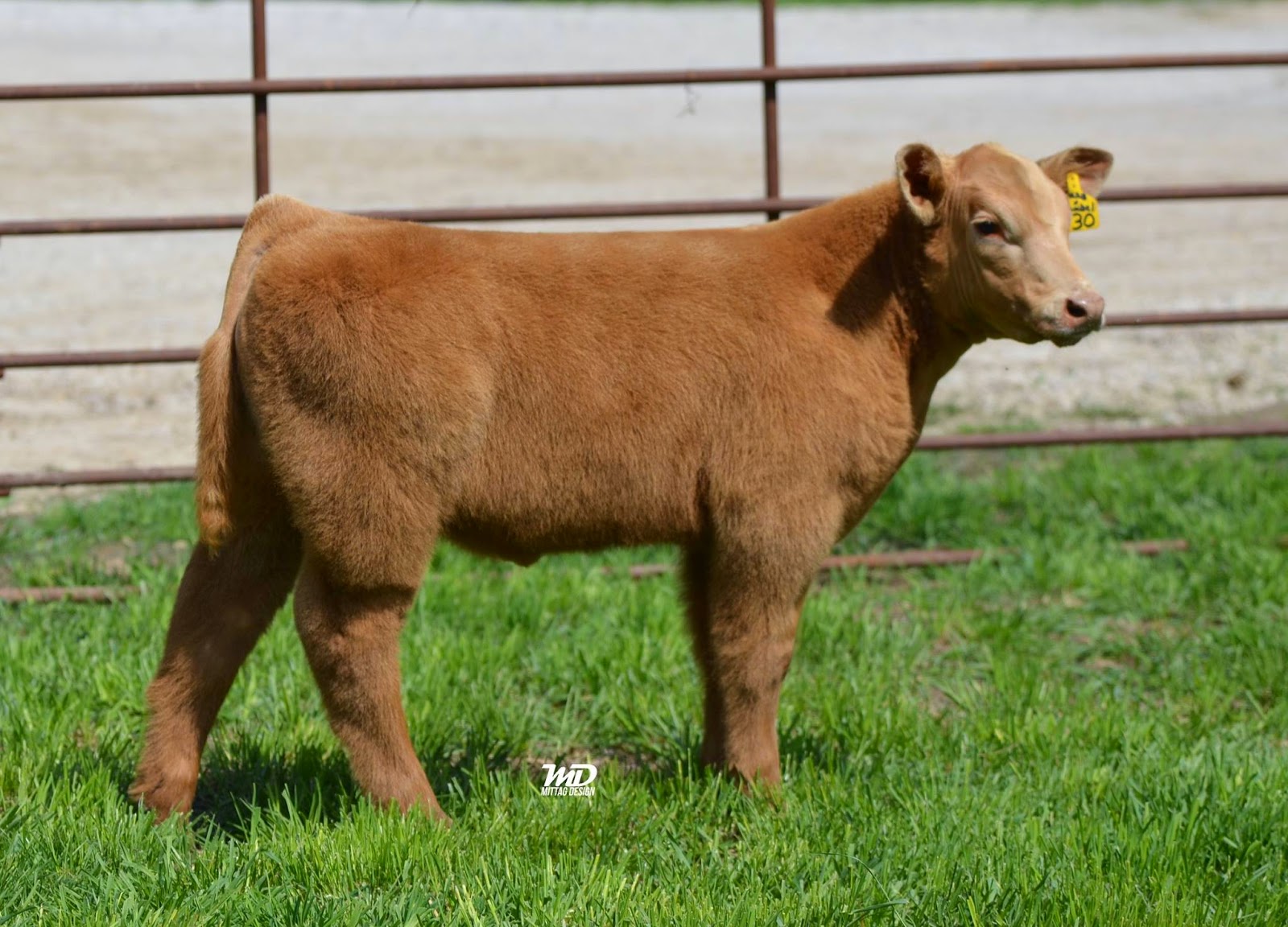 RCC Blog: Staley Show Cattle