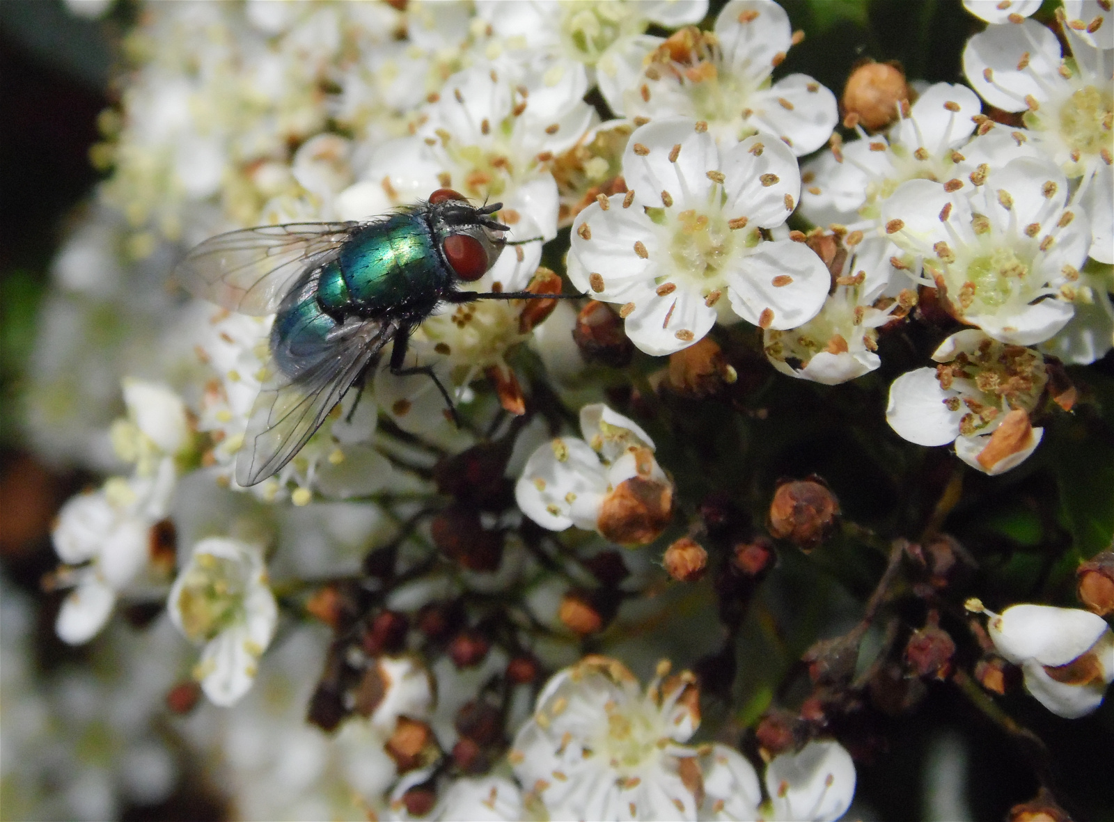 Bichólogo: DE MOSCAS, EXCREMENTOS Y SUS "FRAGANCIAS"