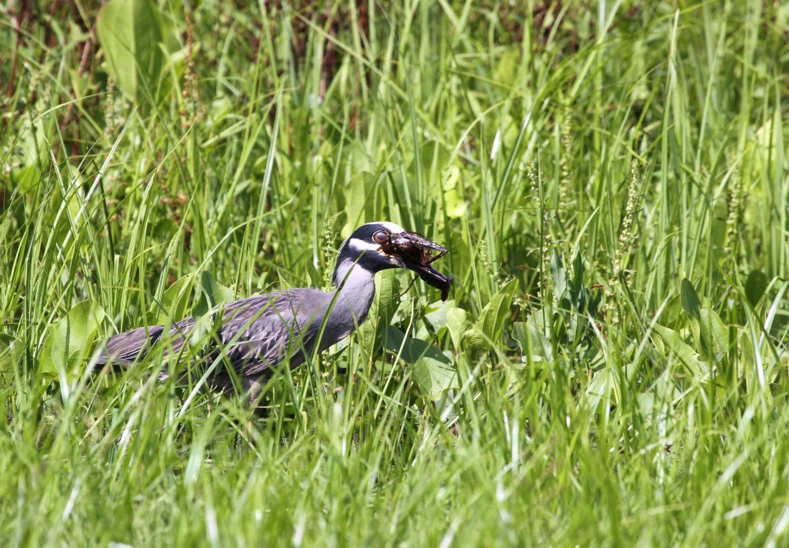 Scott Anderson Photography: Texas Swamps