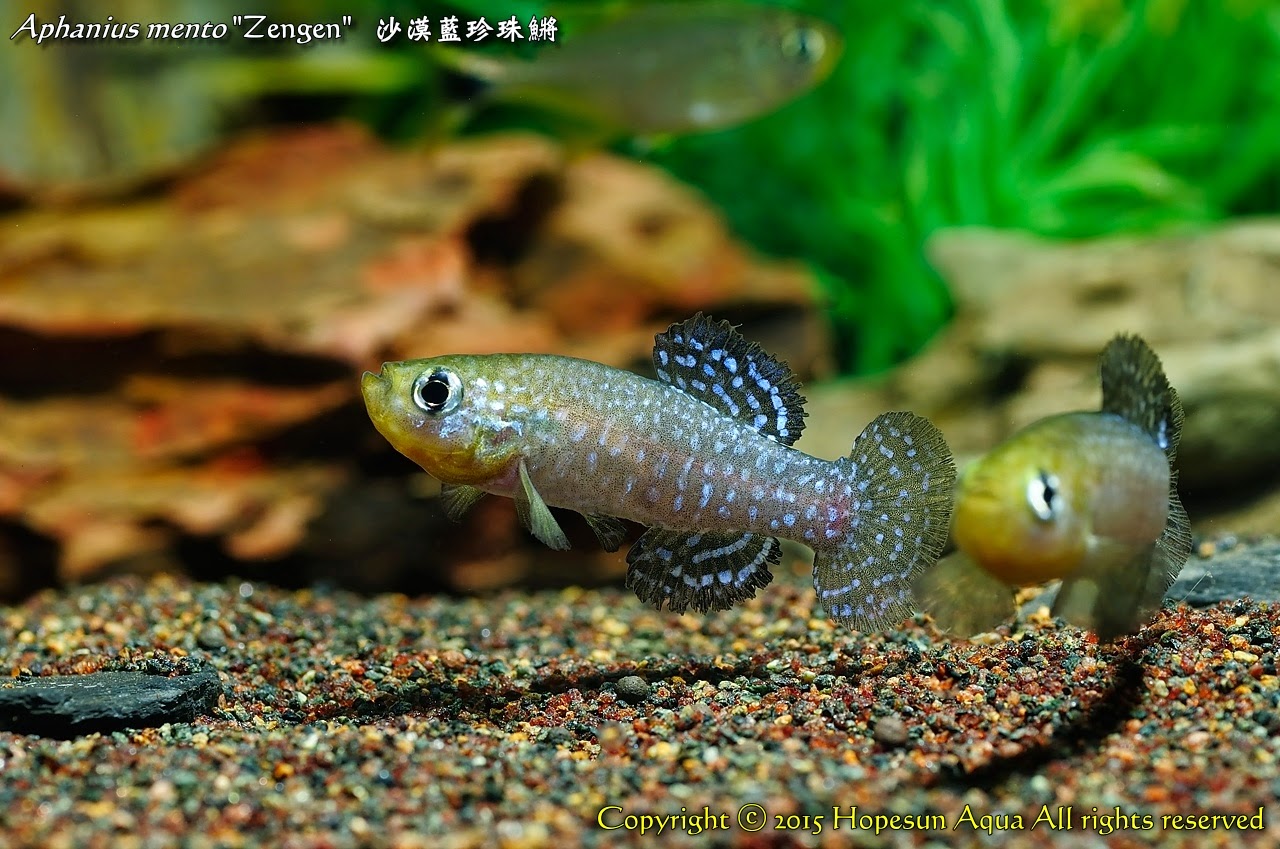 鴻順魚坊: Aphanius mento "Zengen" 沙漠藍珍珠鱂