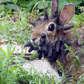 Reporteros.com: EL CONEJO MÁS FEO DEL MUNDO CAUSA FUROR EN REDES