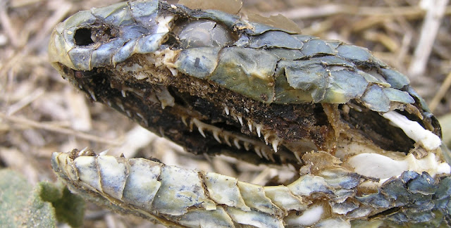 Alma biológica: Si el alicante viera