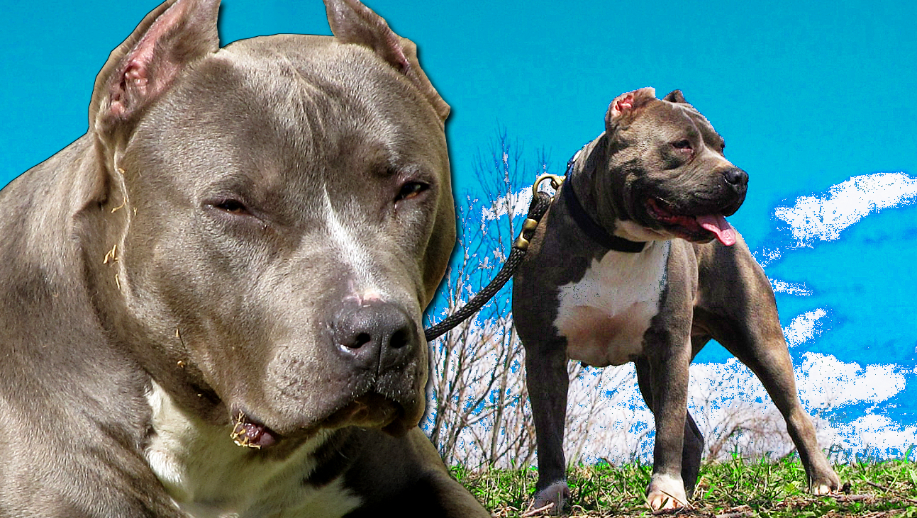 EADD TV / VIDEO CHANNEL: PITBULL BLUE NOSE | American pitbull terrier ...