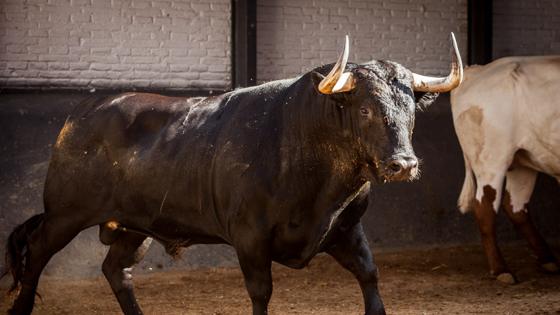 TOROS EN MONTORO: HAY QUE APRENDER DE TOROS