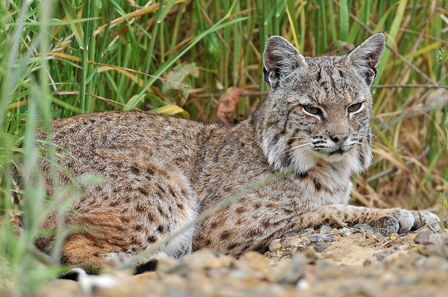 The Bobcat – Resilient Predator of North America | The Ark In Space