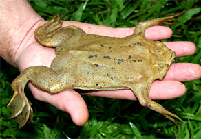 Kodok Suriname, Si Punggung Berlubang dari Amazon | RE Tawon