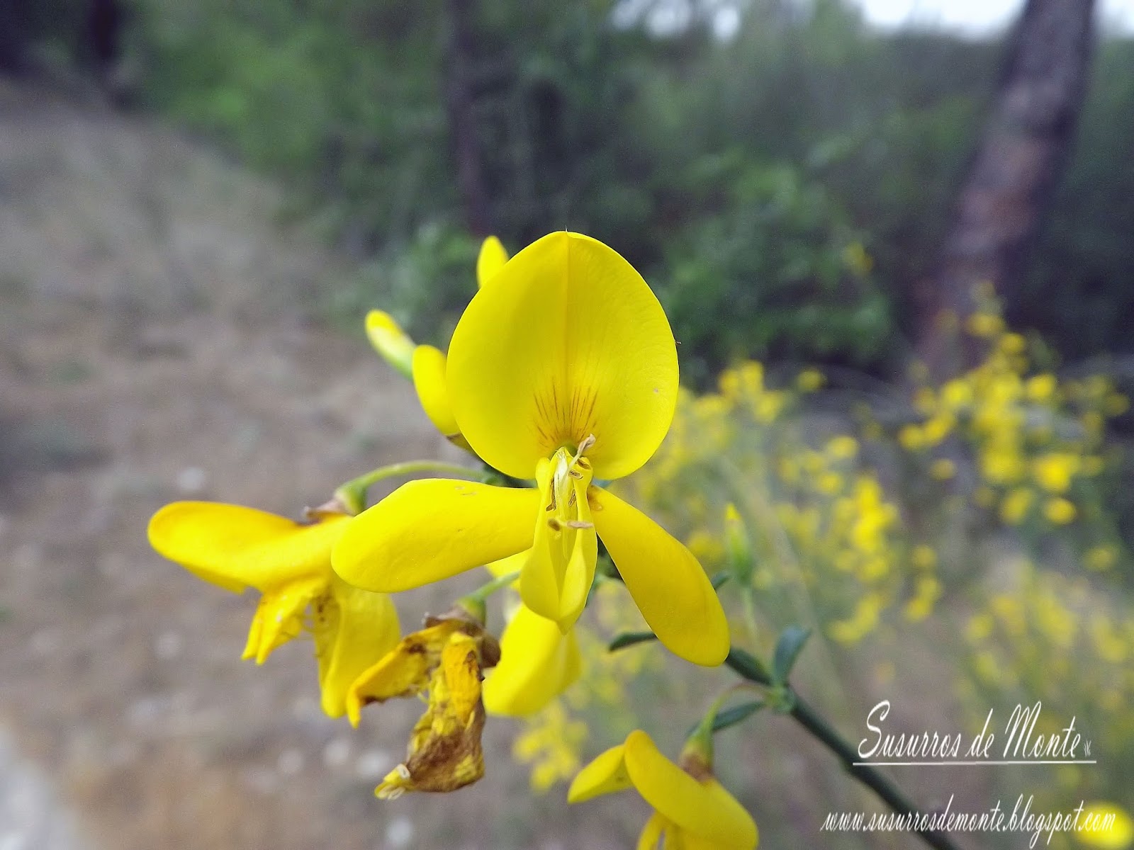 Susurros de Monte: Retama negra (Cytisus scoparius)
