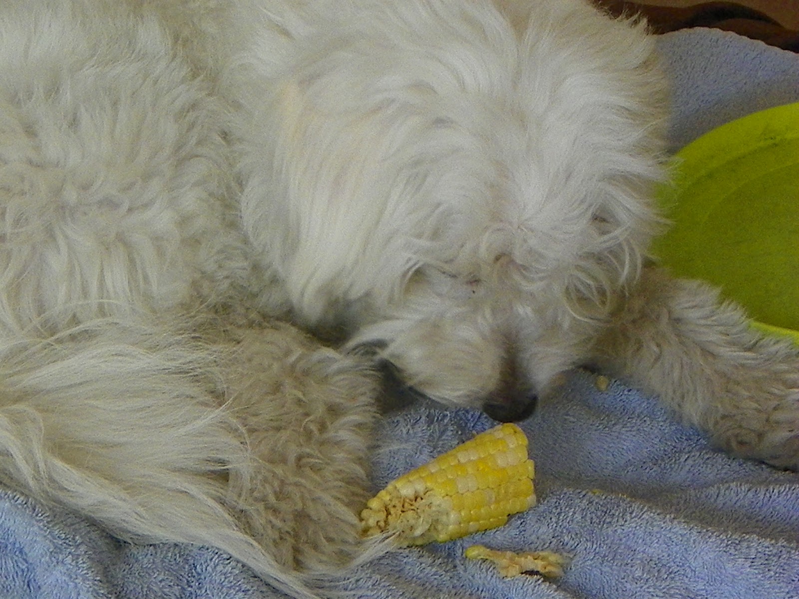 Extraordinary Elsie: The Eskie-poo Pup