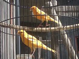 MASTERKICAU777: KENARI F1,F2,F3 YORKSHIRE