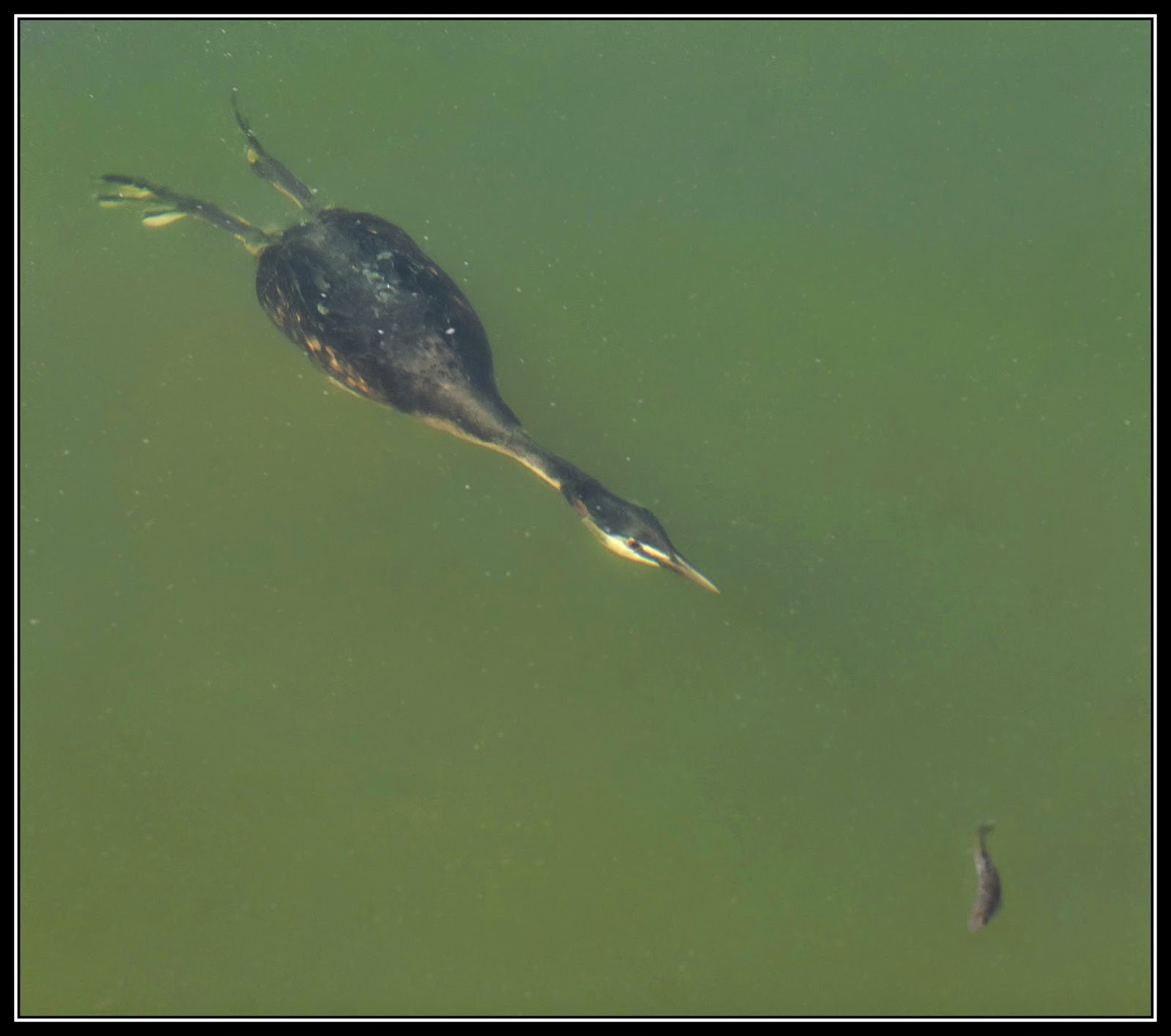 Carl Bovis Nature Photography: Underwater Great Crested Grebe and the ...