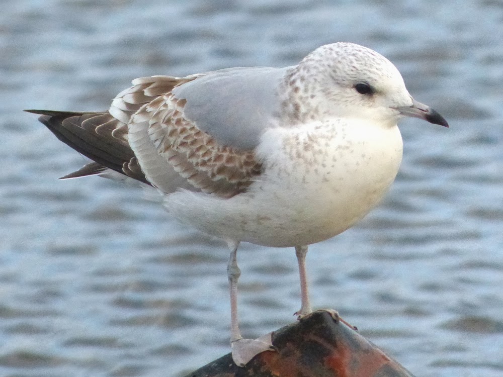 Kensington Gardens and Hyde Park birds