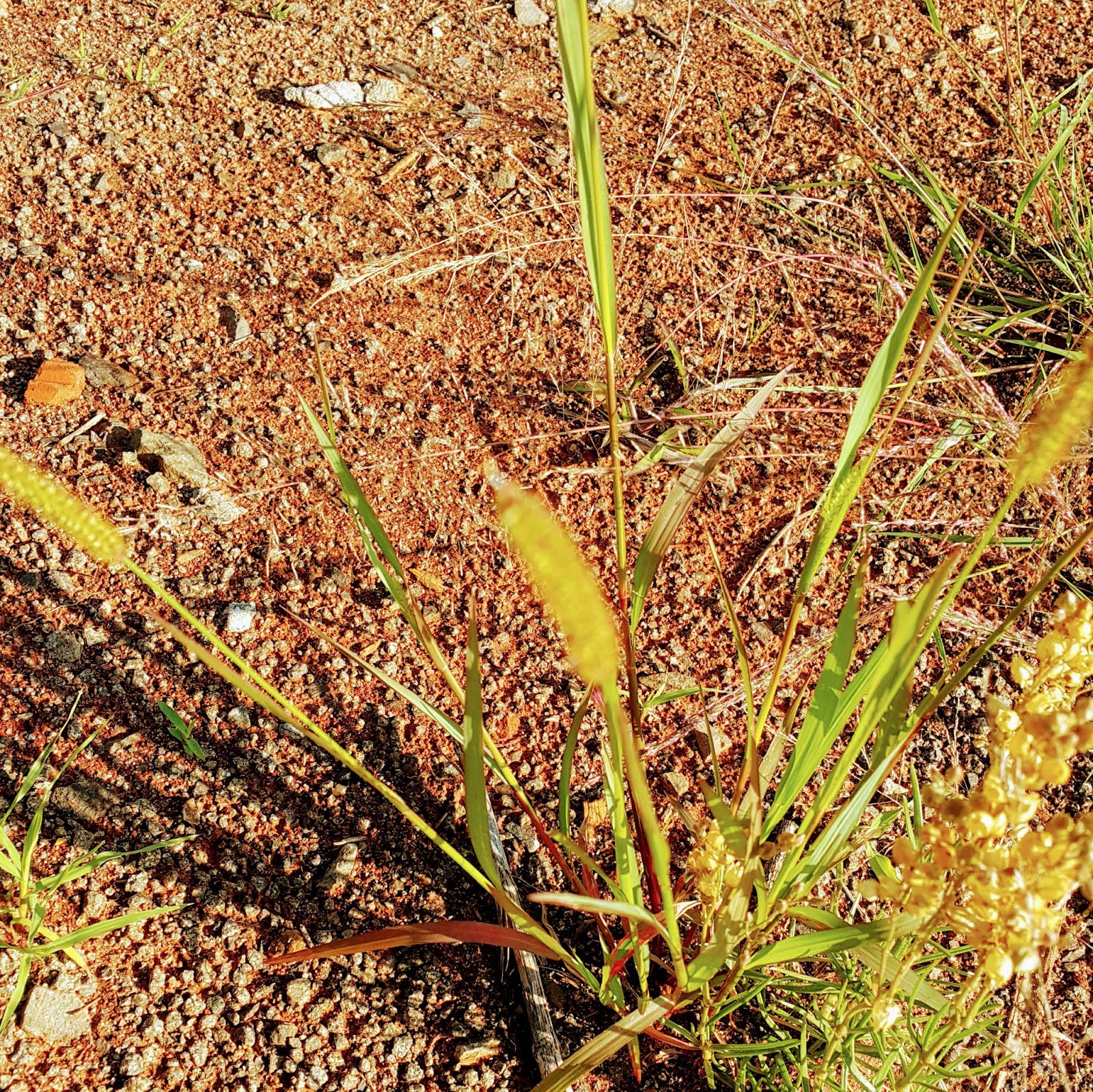 "Verdade//aspas" : 👪 Poaceae (Setaria sp.)
