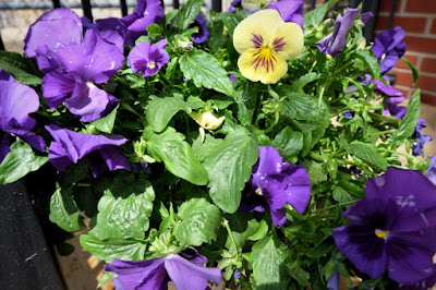 Springtime Variety Pack - Flipping the Flip