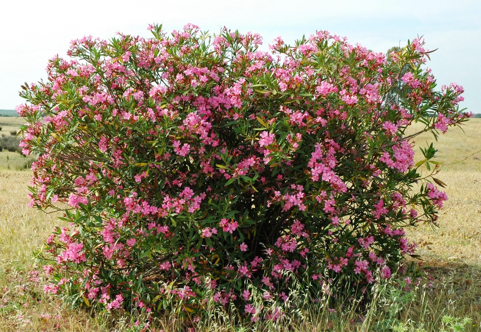 El espiritu de las plantas: Adelfa