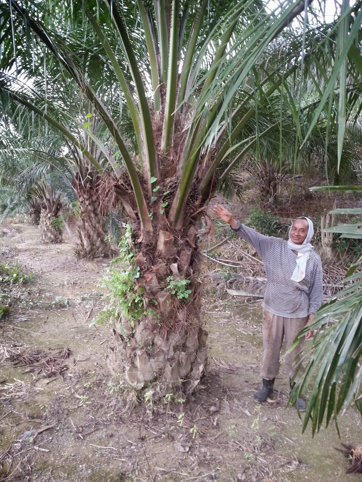 UZAYA TRADING: KEBUN SAWIT DAN KEBUN GETAH MUDA UNTUK DIJUAL.