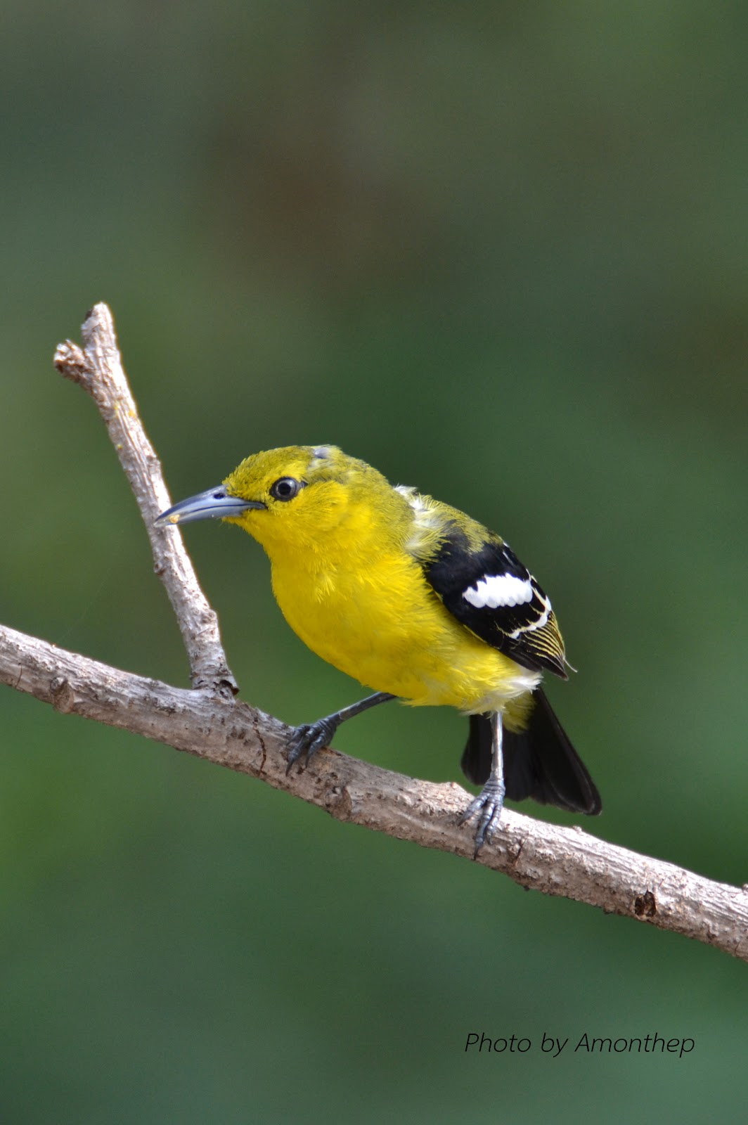 Bangkok Birds: นกกรุงเทพ: นกขมิ้นน้อยธรรมดา (Common Iora) และ กำลังขยาย ...