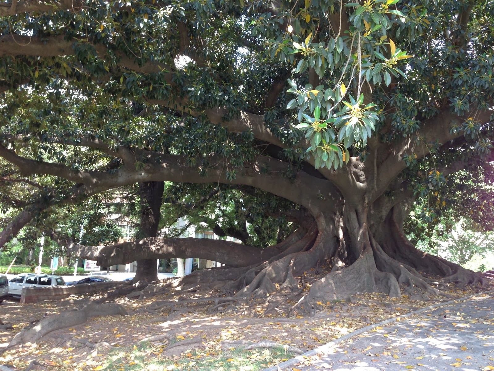 Paula's Antarctic Blog