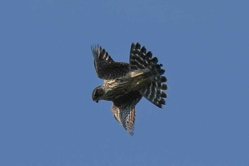 Birding Is Fun!: Highlights Photos - 2012