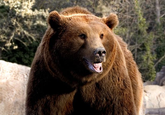 Animaleria Blog: Unos cuantos datos sobre los osos