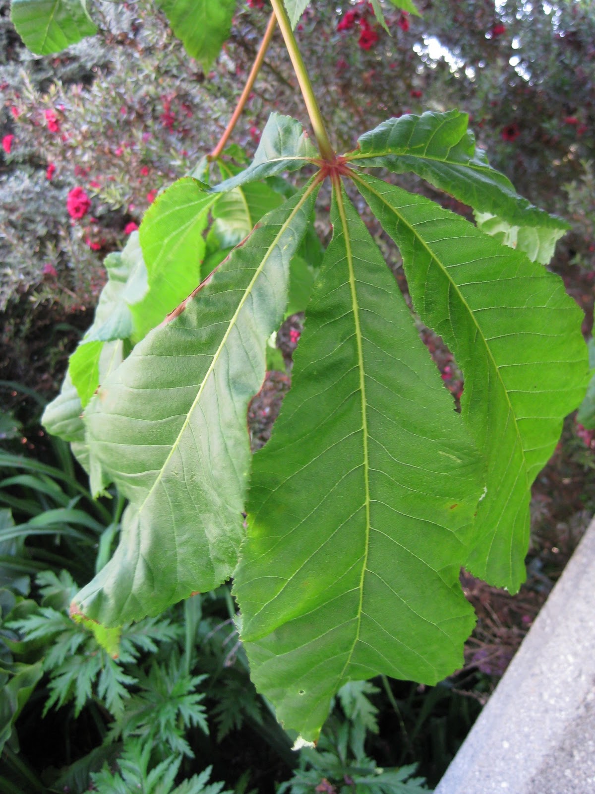 Trees of Santa Cruz County: Aesculus x carnea - Red Horse Chestnut