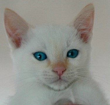 Red Colorpoint Shorthair