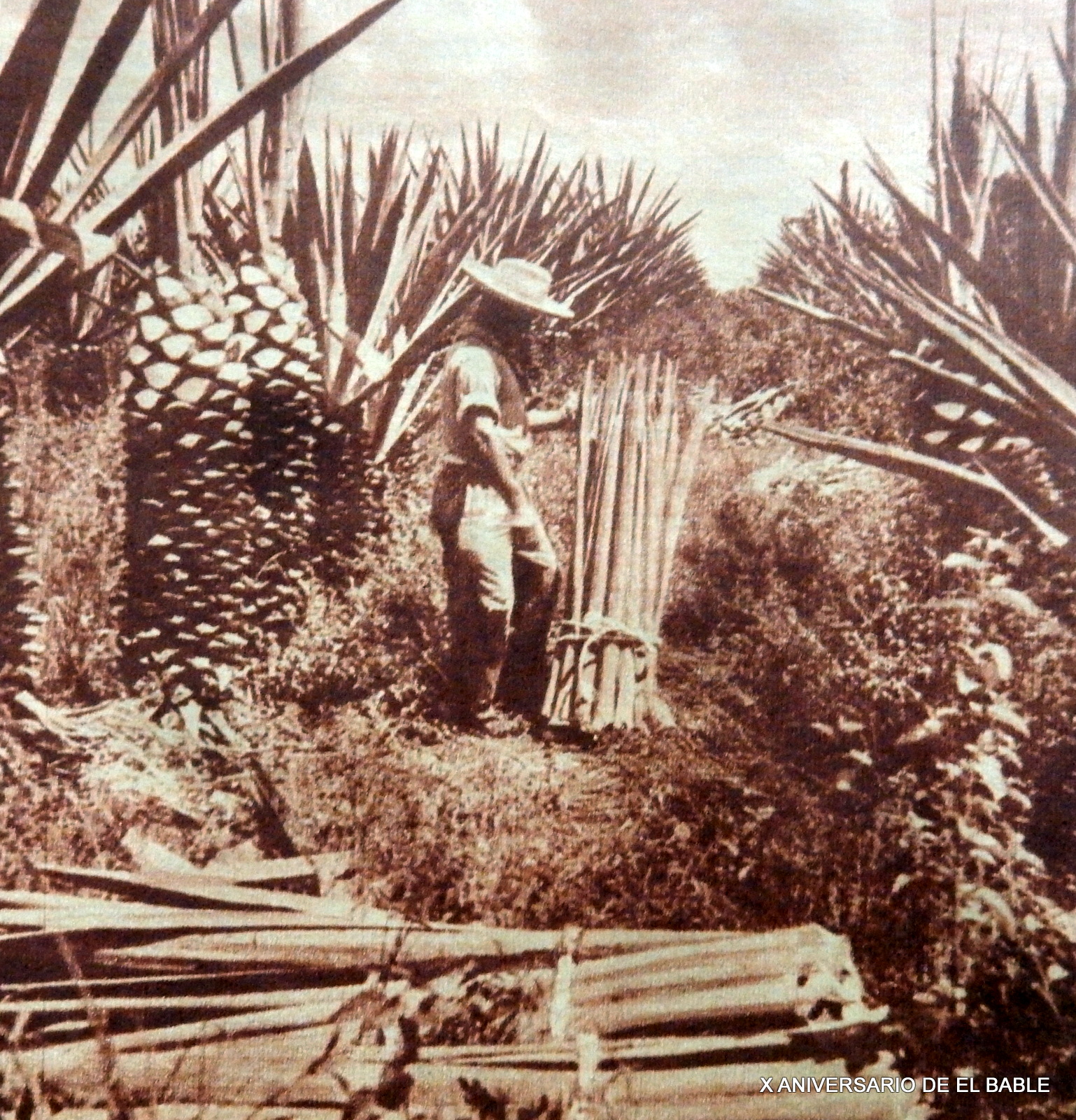 El Bable: Datos del Henequén, su cultivo en la Península de Yucatán, 1864