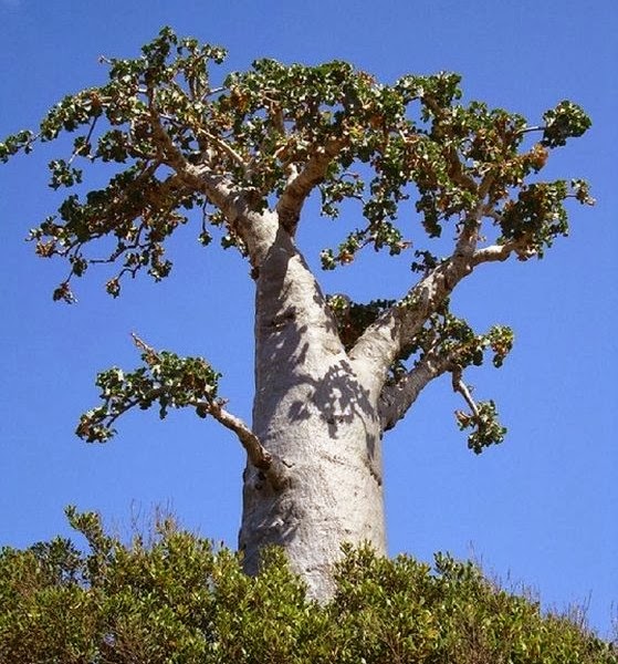 El espiritu de las plantas: Socotra, la isla encantada