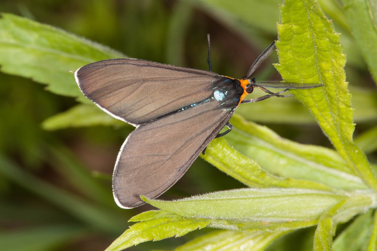 Champlain Islands' Nature: Virginia Ctenuchid Moth