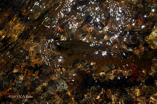 Vladys Fly Fishing Lair: Killer Dry Fly - Modified Jingler (Part I)