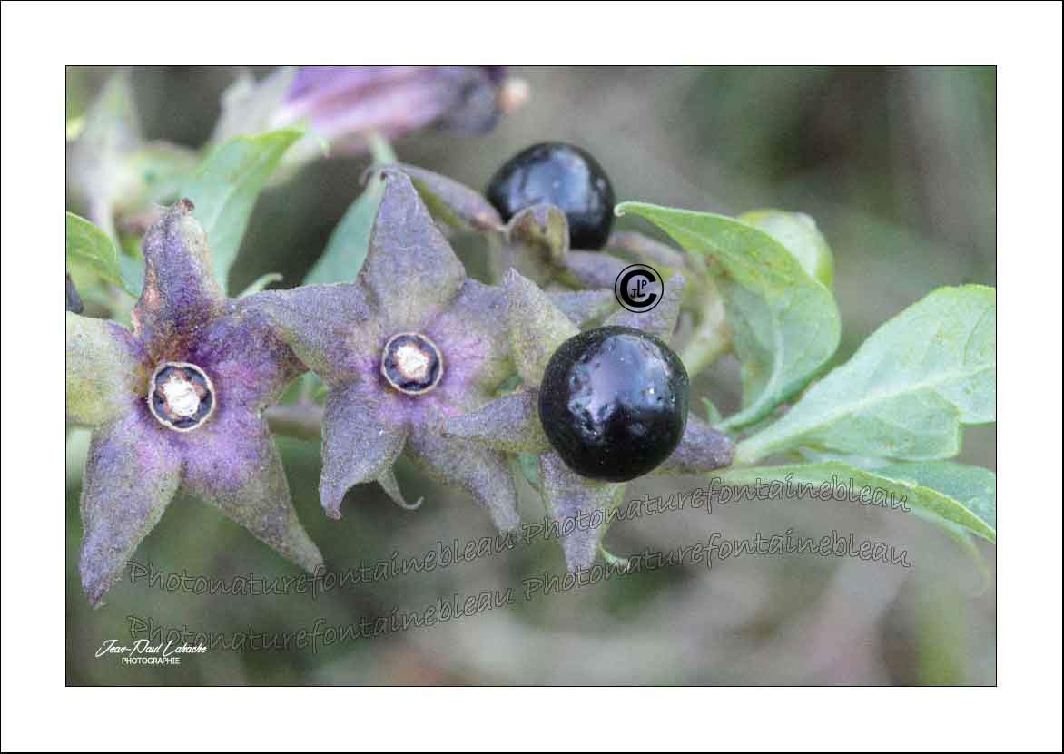 Belladone. Plantes Toxiques. Article 2018 065