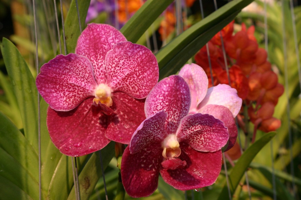 ORHIDEJA - jednostavno jedinstvena