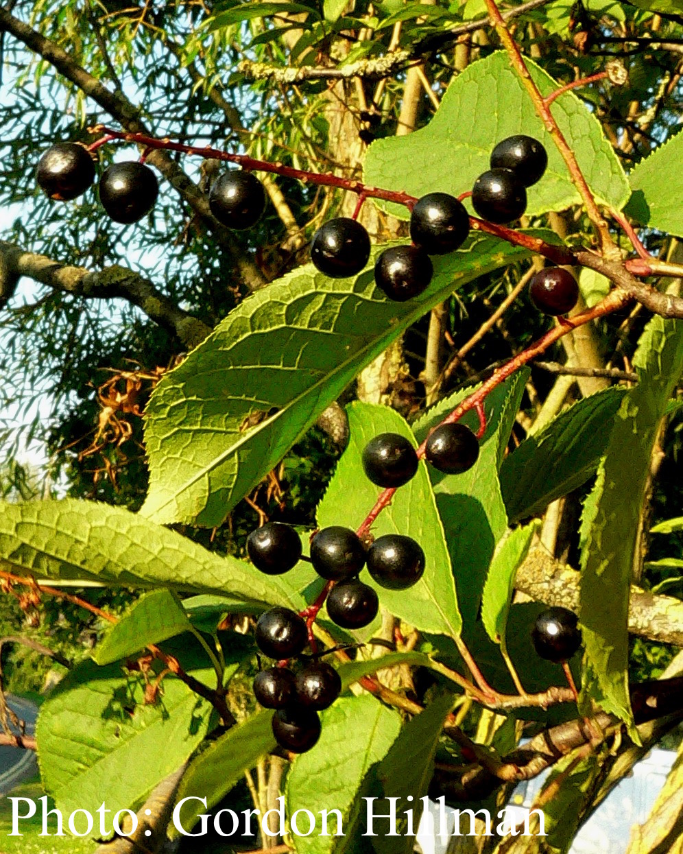 Wild Plant Foods of Britain: Bird Cherry (Prunus padus)
