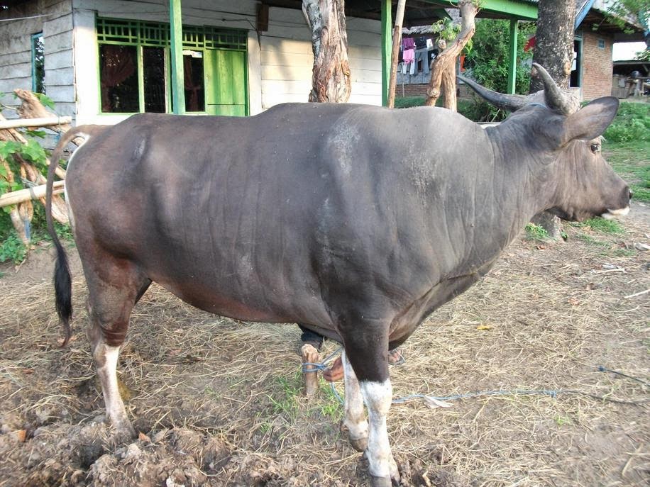 GAMBAR SAPI BALI 18 | GAMBAR SAPI